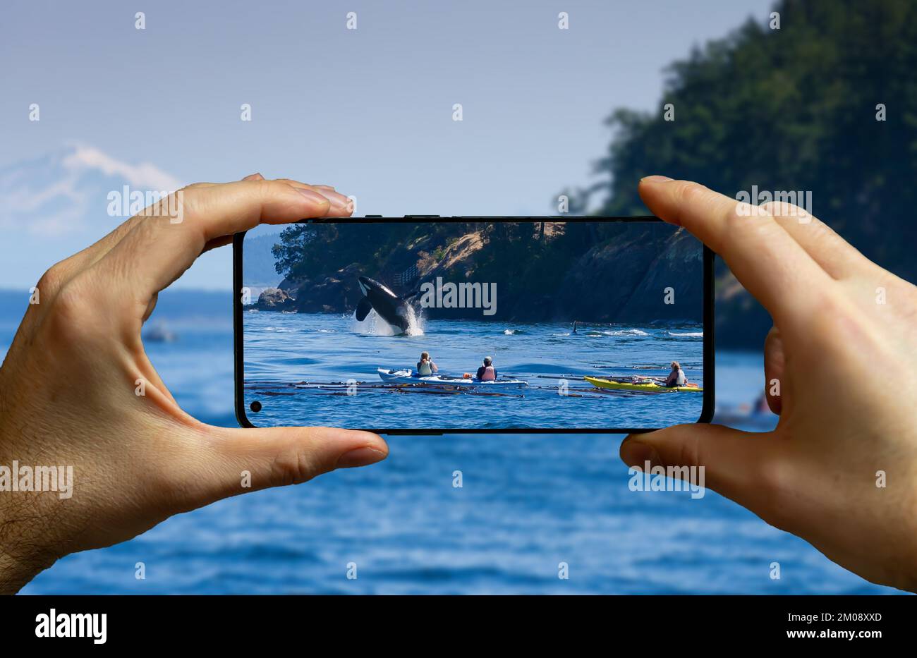 Tourist taking a picture with a mobile phone at a whale wathing tour ...