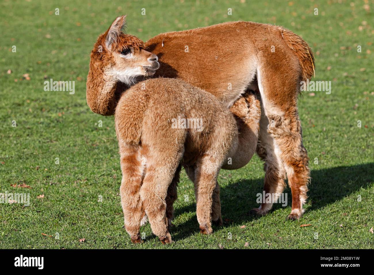 Alpacas (Vicugna pacos), mare suckling foal, Germany, Europe Stock Photo - Alamy