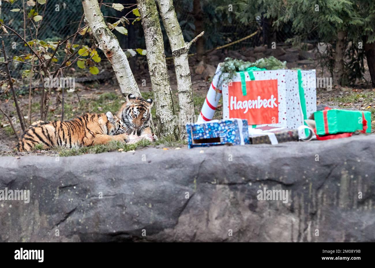 Hamburg, Germany. 05th Dec, 2022. Tiger mom Maruschka is happy about a ...