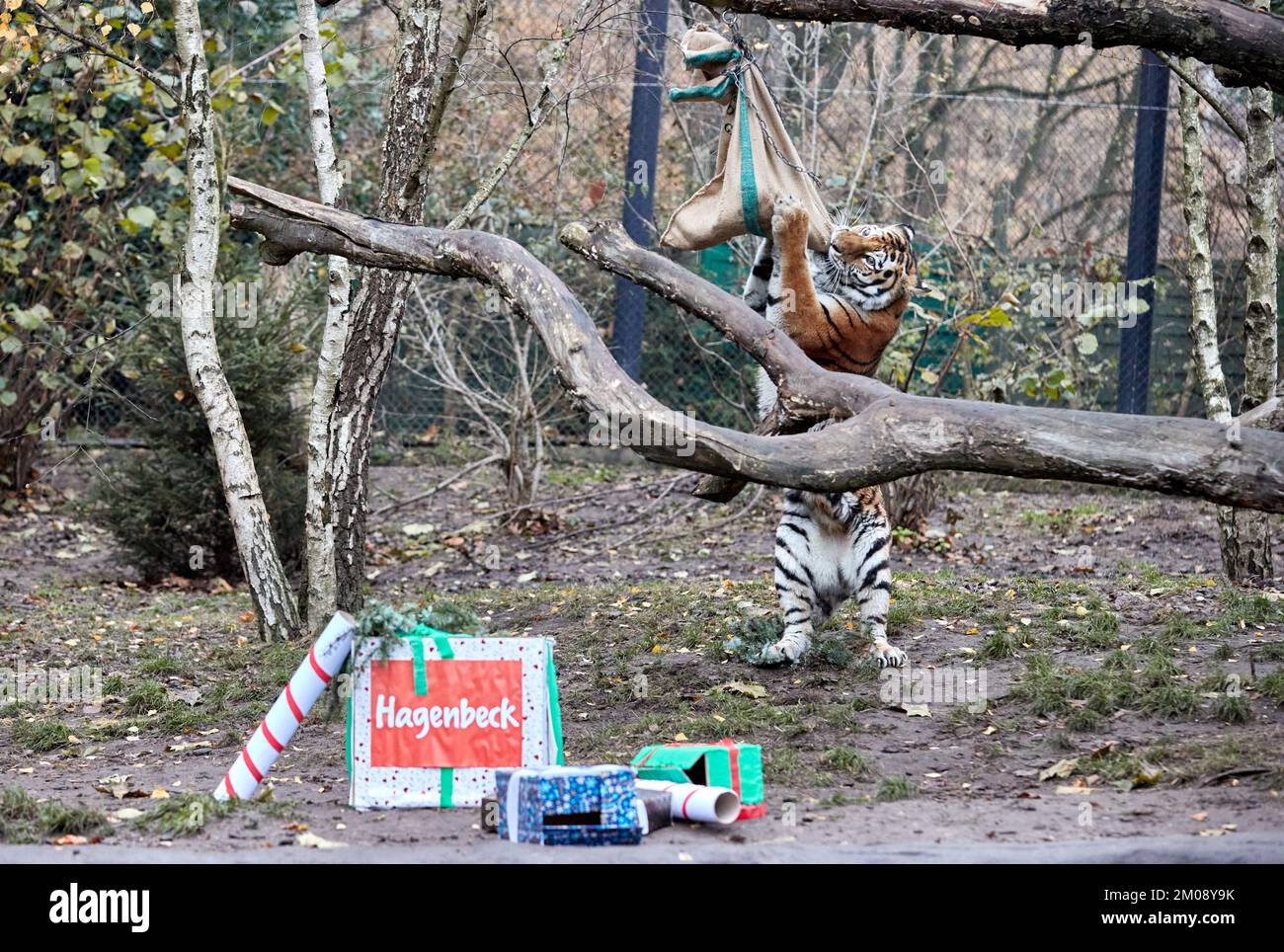 Hamburg, Germany. 05th Dec, 2022. Tiger mom Maruschka is happy about a ...