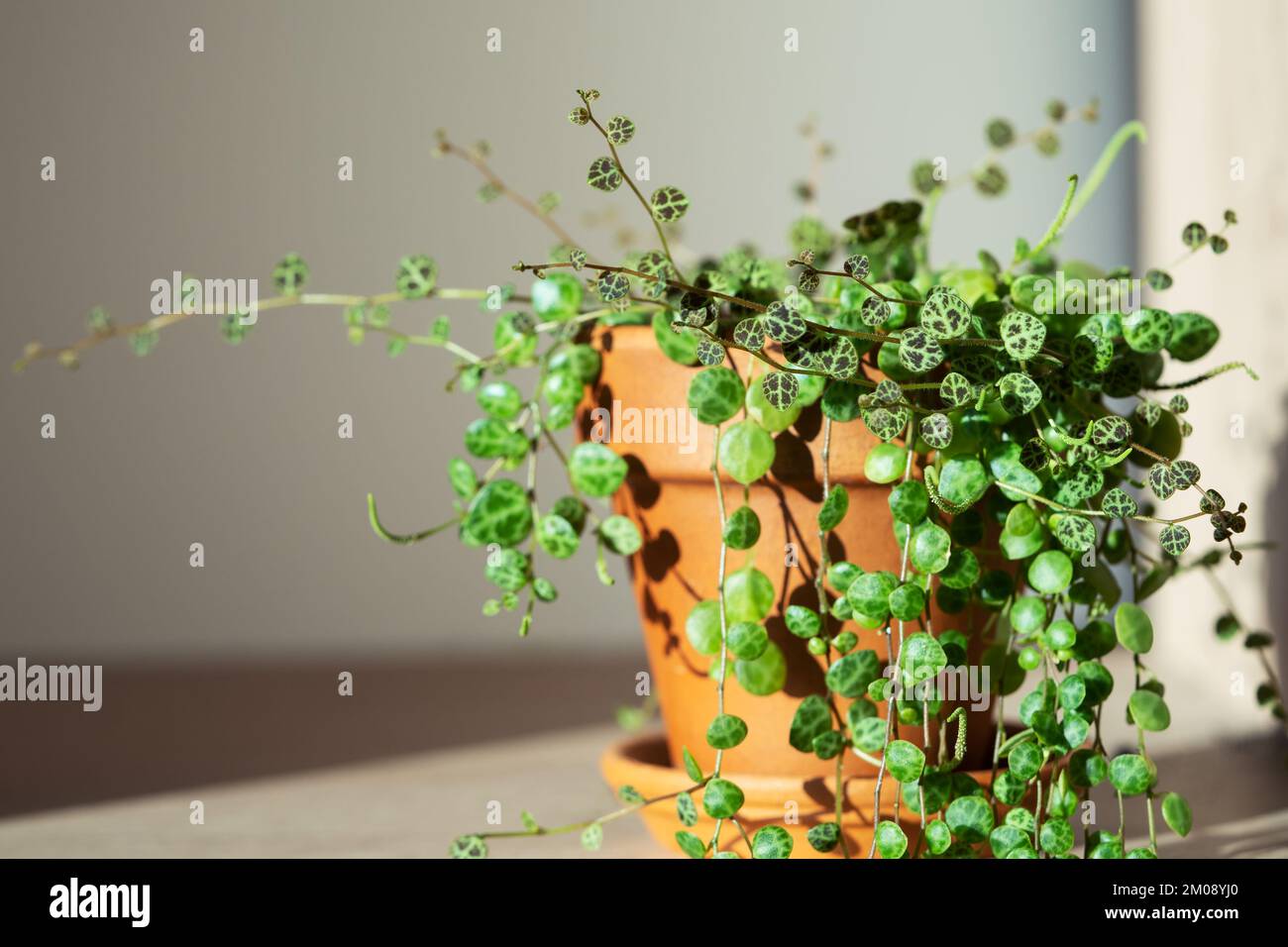 String of turtles flower hi-res stock photography and images - Alamy