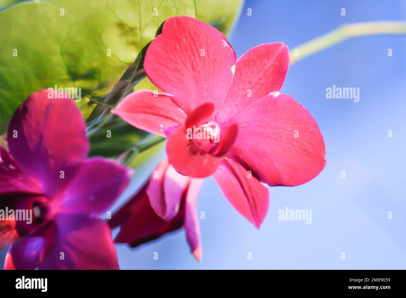 red orchid, red flowers or Bulbophyllum or dendrobium orchid or ...