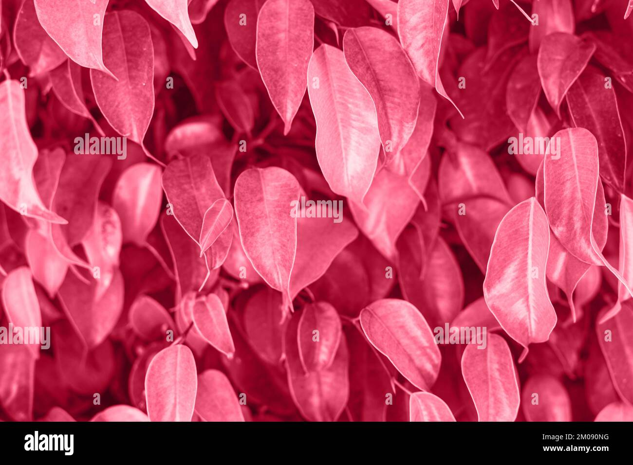 Magenta patterns hi-res stock photography and images - Alamy