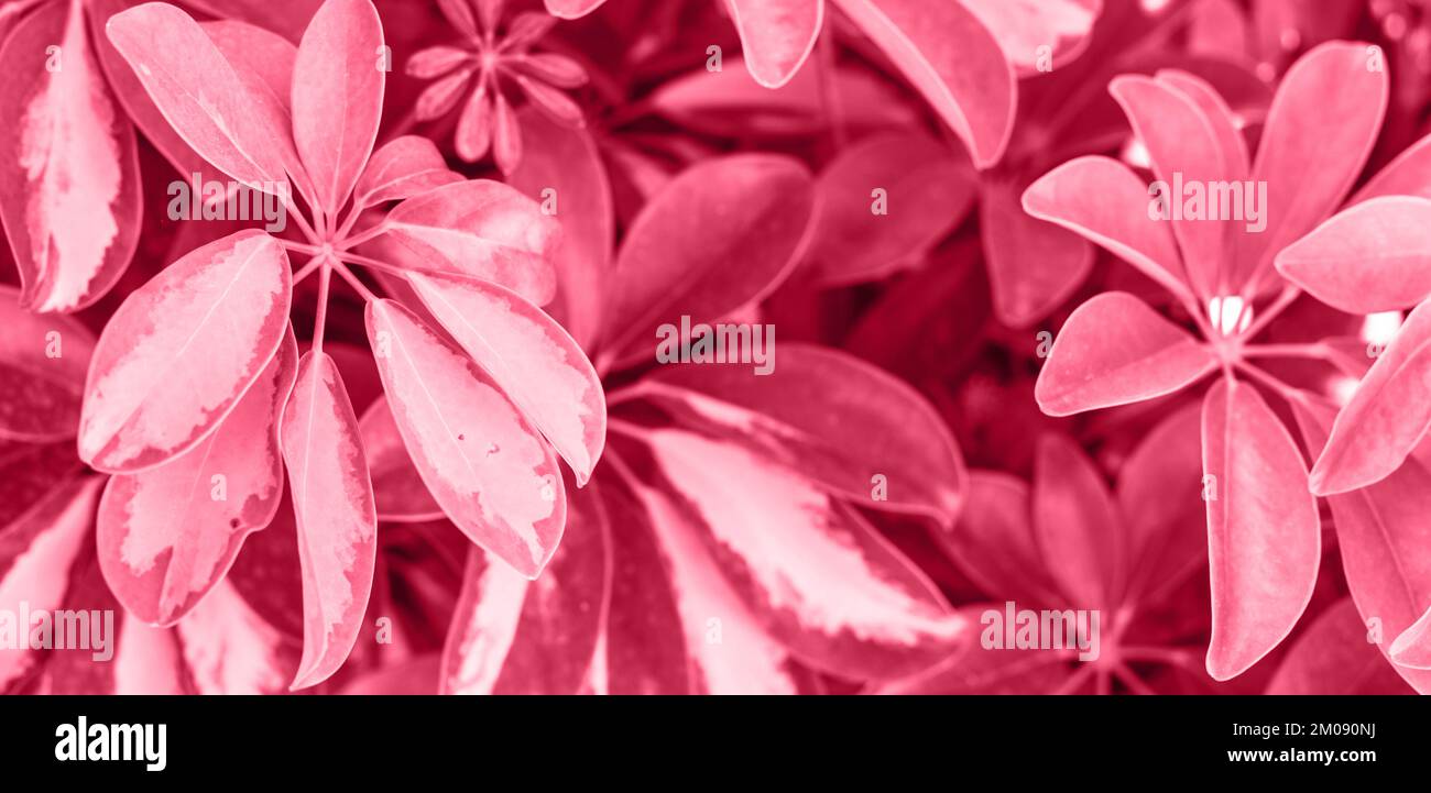 a fresh viva magenta foliage background. natural leaves pattern Stock ...