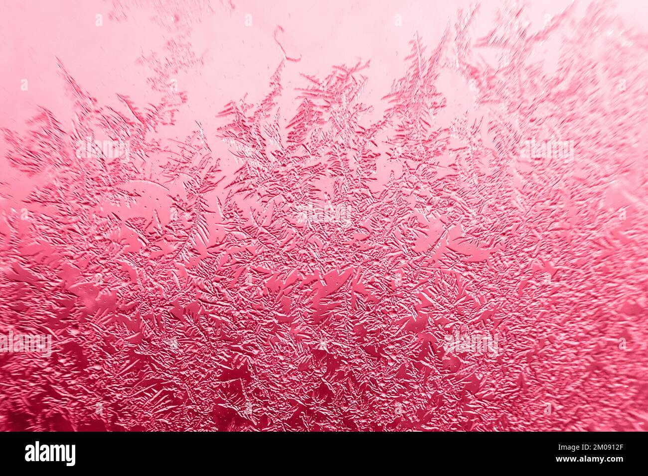 snow pattern on the glass from frost. viva magenta color of the year ...