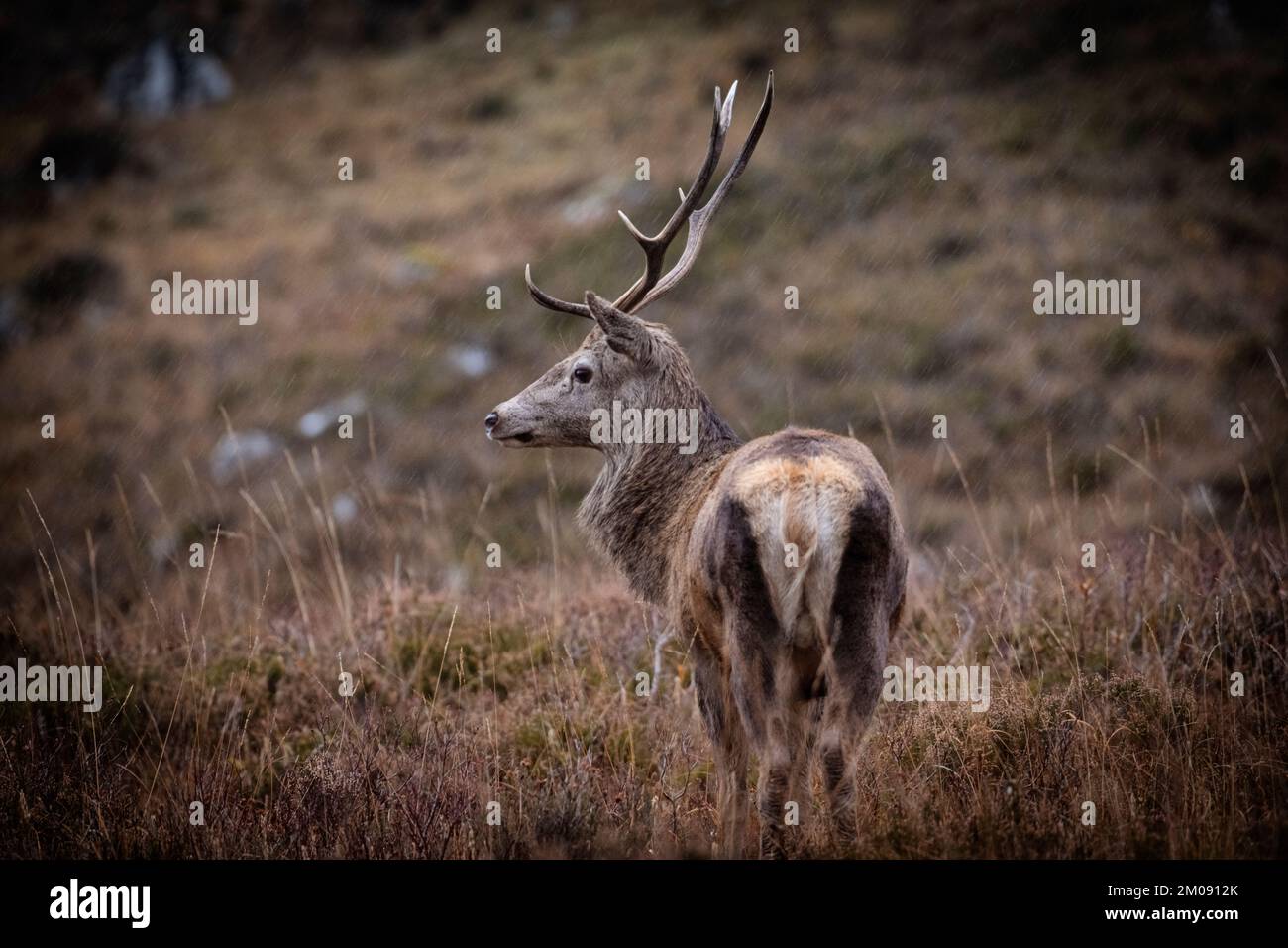 A red deer stag in Glen Cannich on a wet November day Stock Photo - Alamy