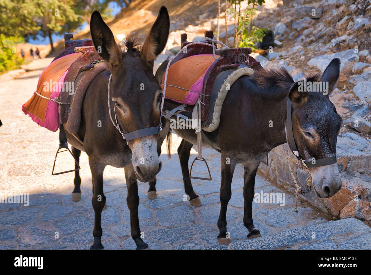 Donkeys walking greece hi-res stock photography and images - Alamy