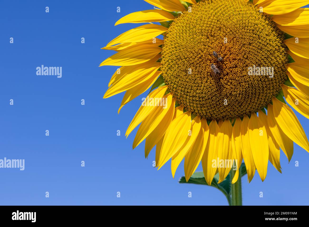 Perfectly focused completely open flower disk of bright yellow ...