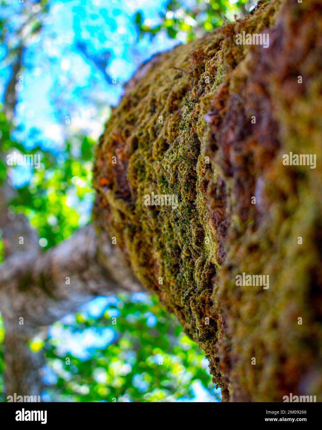 A low angle shot of a tree log covered with green moss in a forest ...