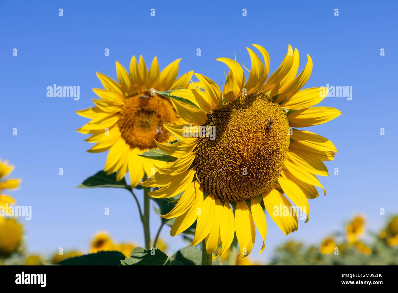 Bright yellow inflorescences of young sunflowers (Helianthus annuus) on ...