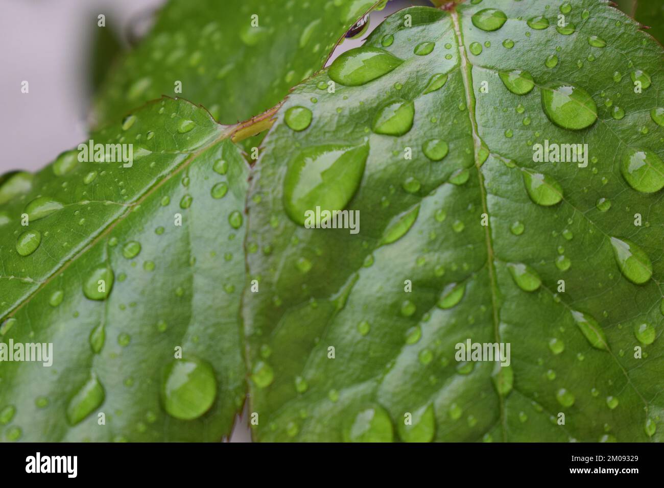 Green rose leaves with water drops Stock Photo - Alamy