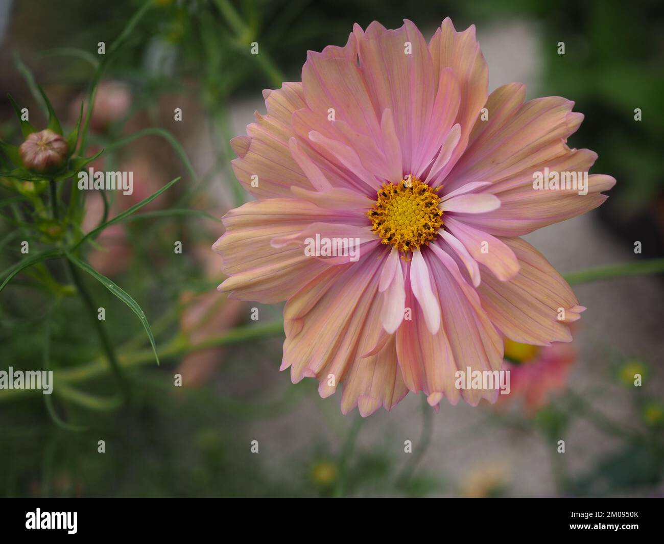 Cosmos bipinnatus 'Apricotta' flower close up Stock Photo - Alamy
