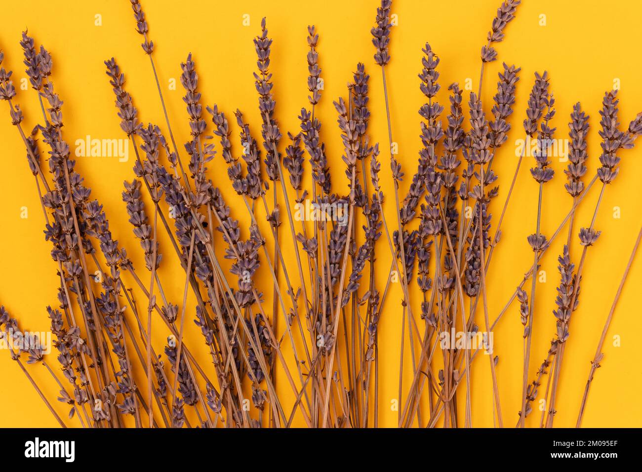 Dry lavender flowers on a yellow background. Selective focus Stock ...