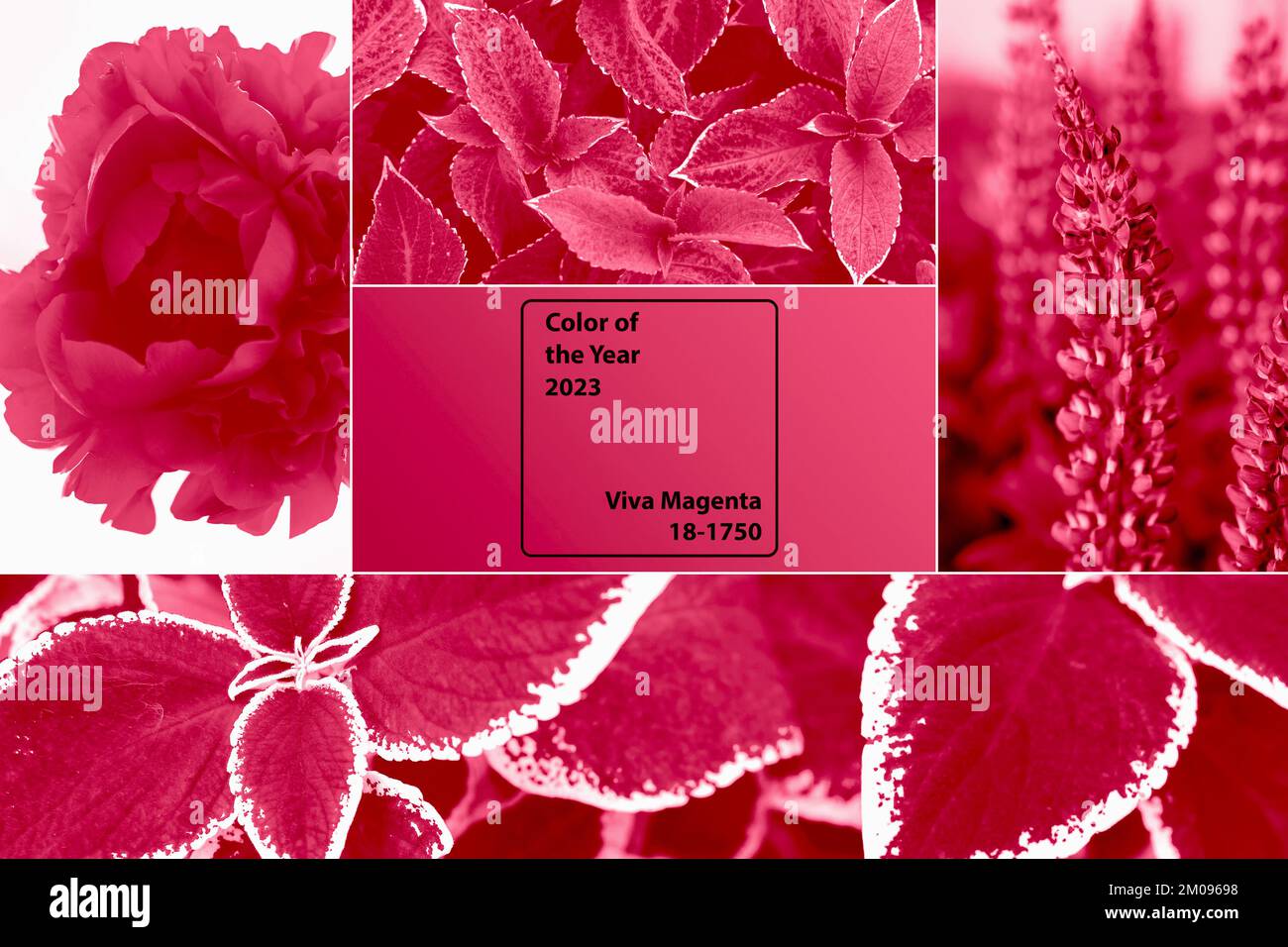 A collage showing the fashionable color of 2023 - Viva Magenta ...