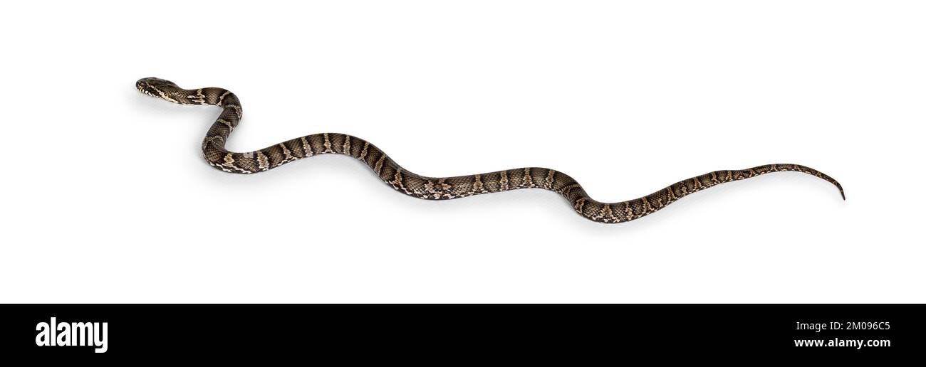 Side view of Russian Rat snake, isolated on a white background Stock ...