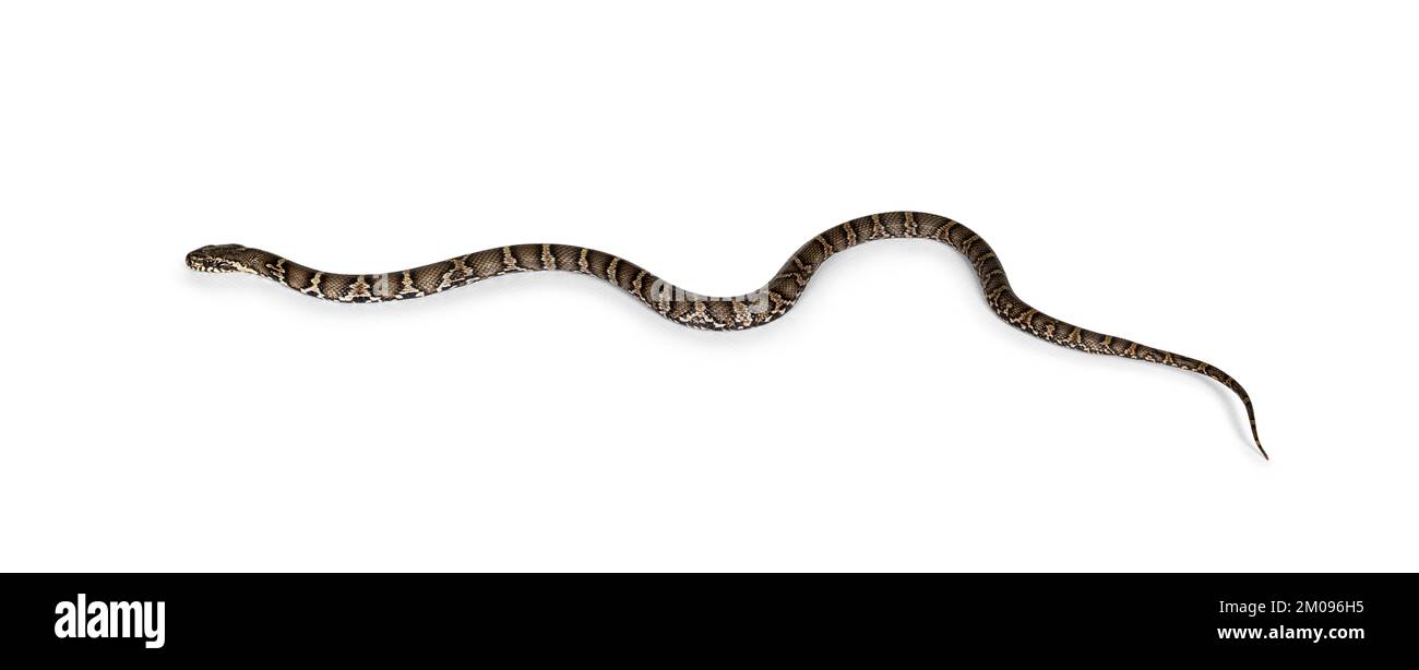 Side view of Russian Rat snake aka Elaphe schrenckii, isolated on a ...