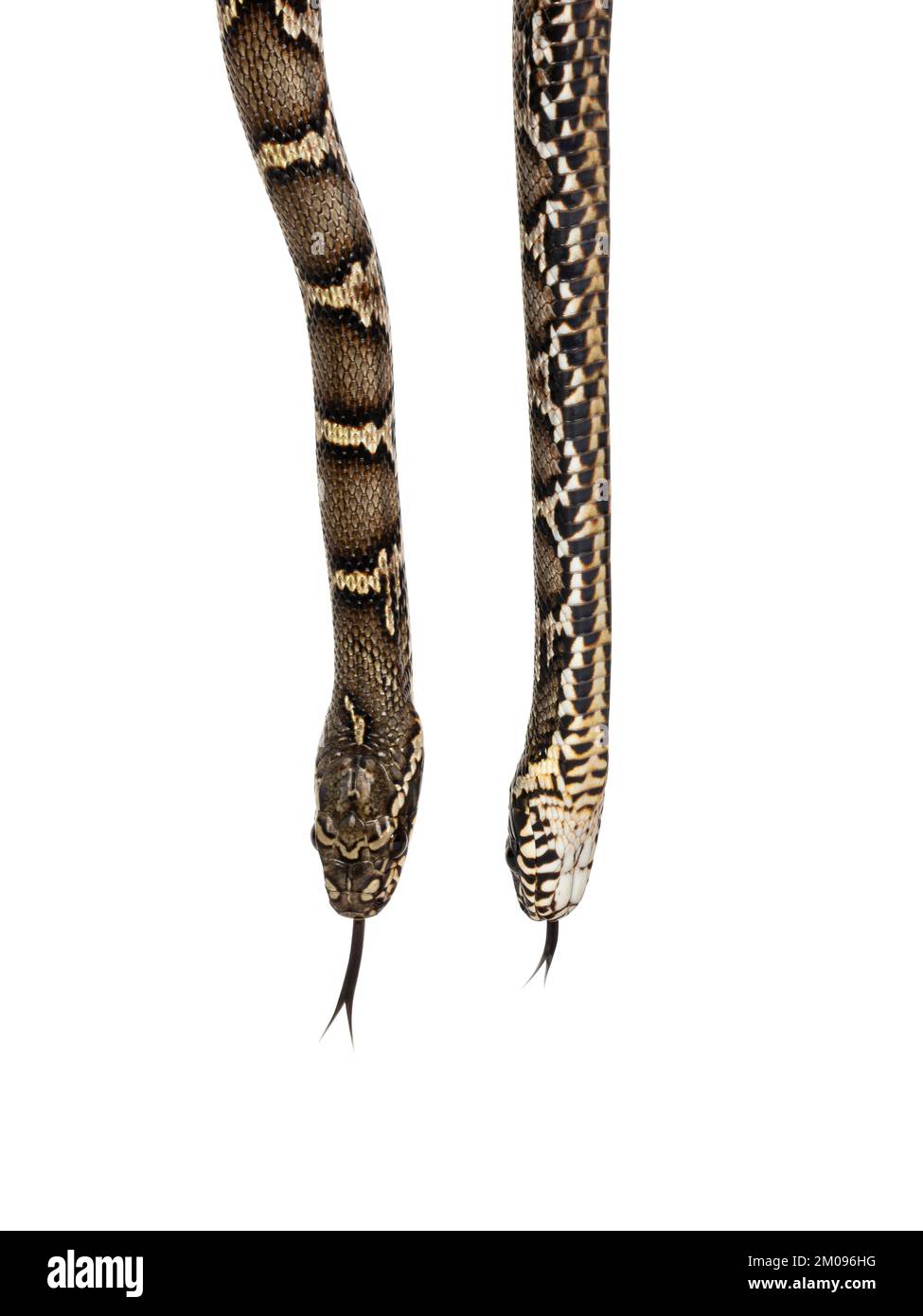 Close up top and belly double head shot of Russian rat snake aka Elaphe ...