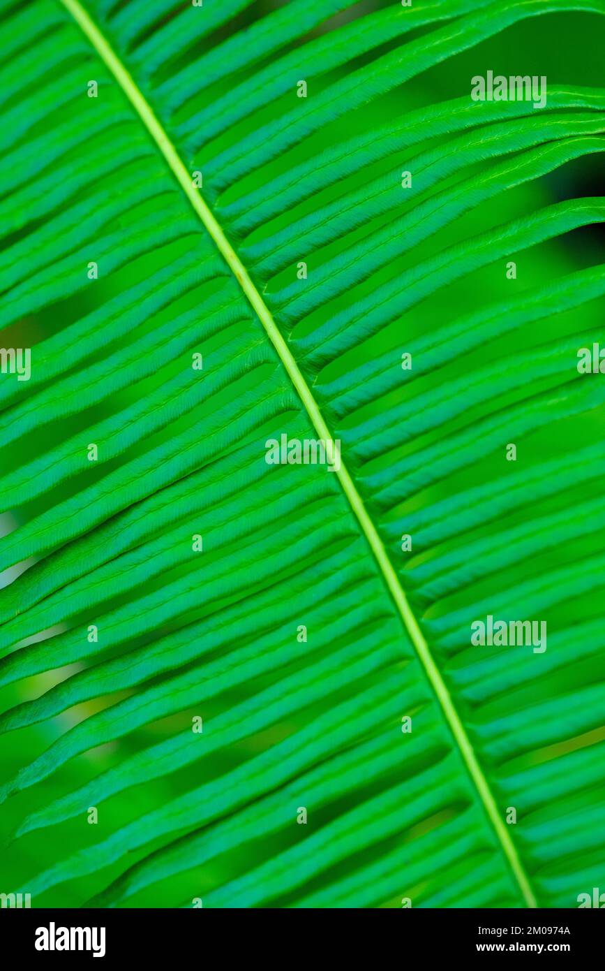 Fern leaves and buds of fern leaves with green succulent fronds macro ...