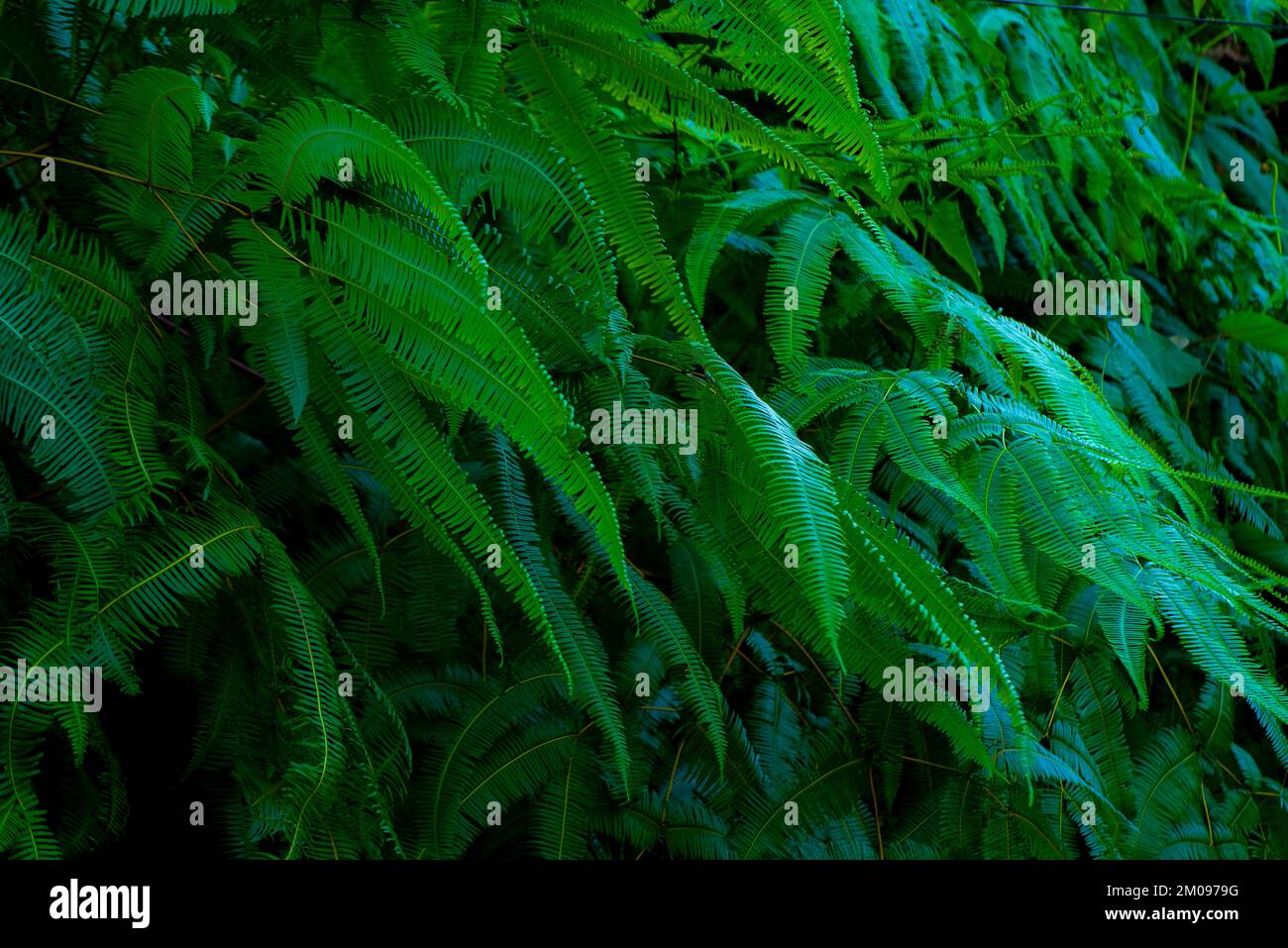 Kusasotetsu hi-res stock photography and images - Alamy