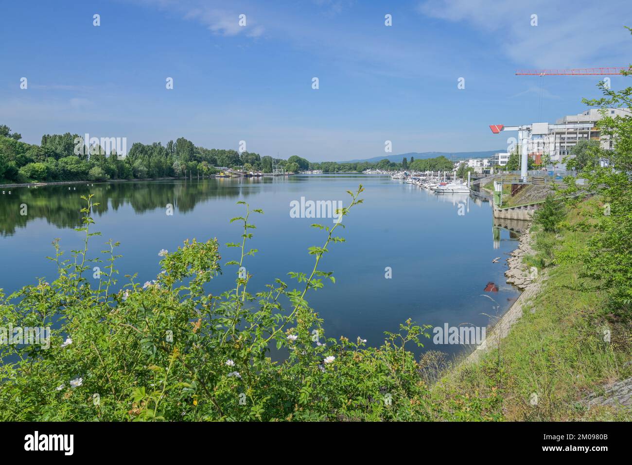 Hafen, Schierstein, Wiesbaden, Hessen, Deutschland Stock Photo - Alamy