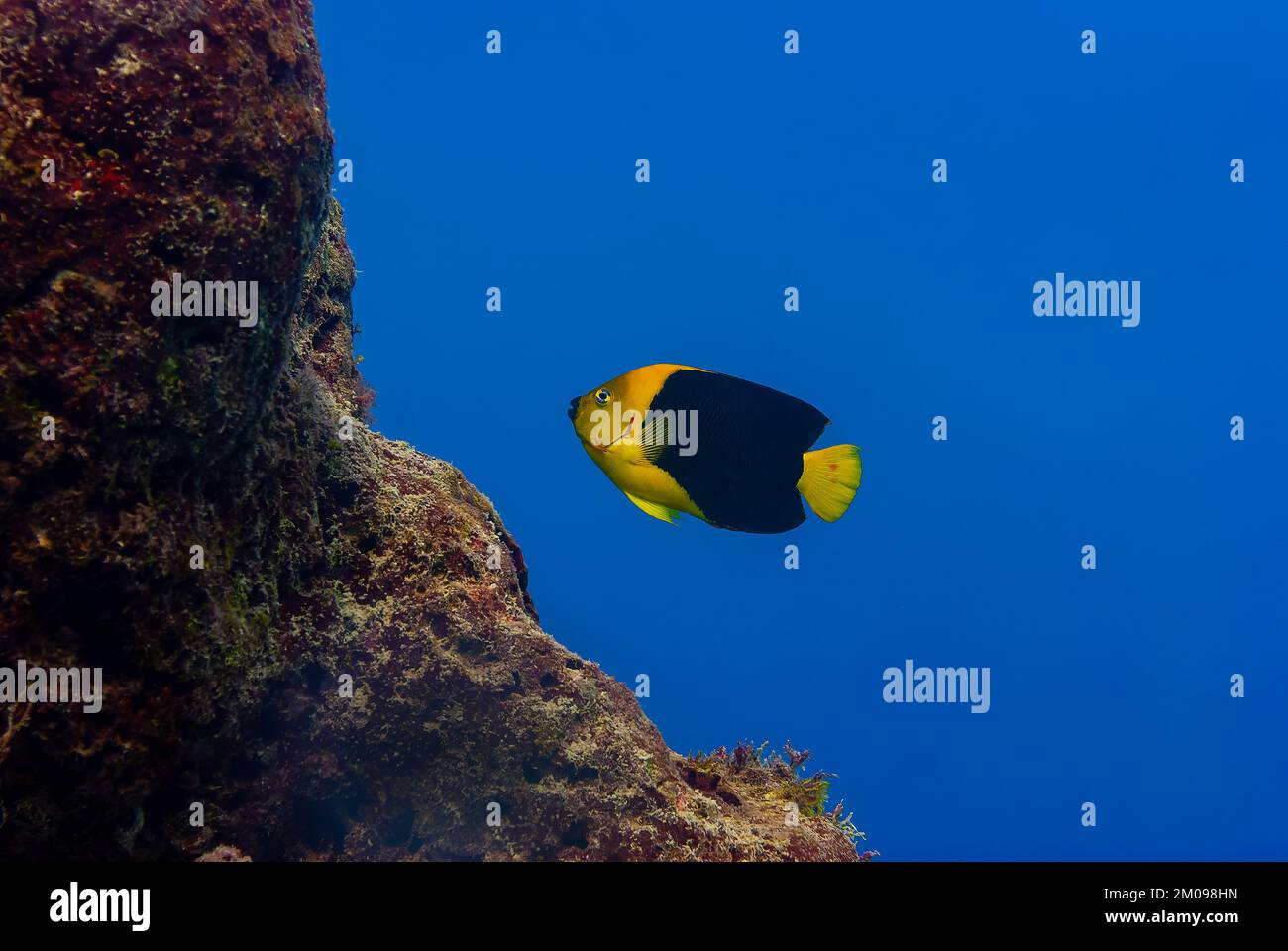 Rock beauty angelfish on coral reef at Bonaire Island in the Caribbean ...