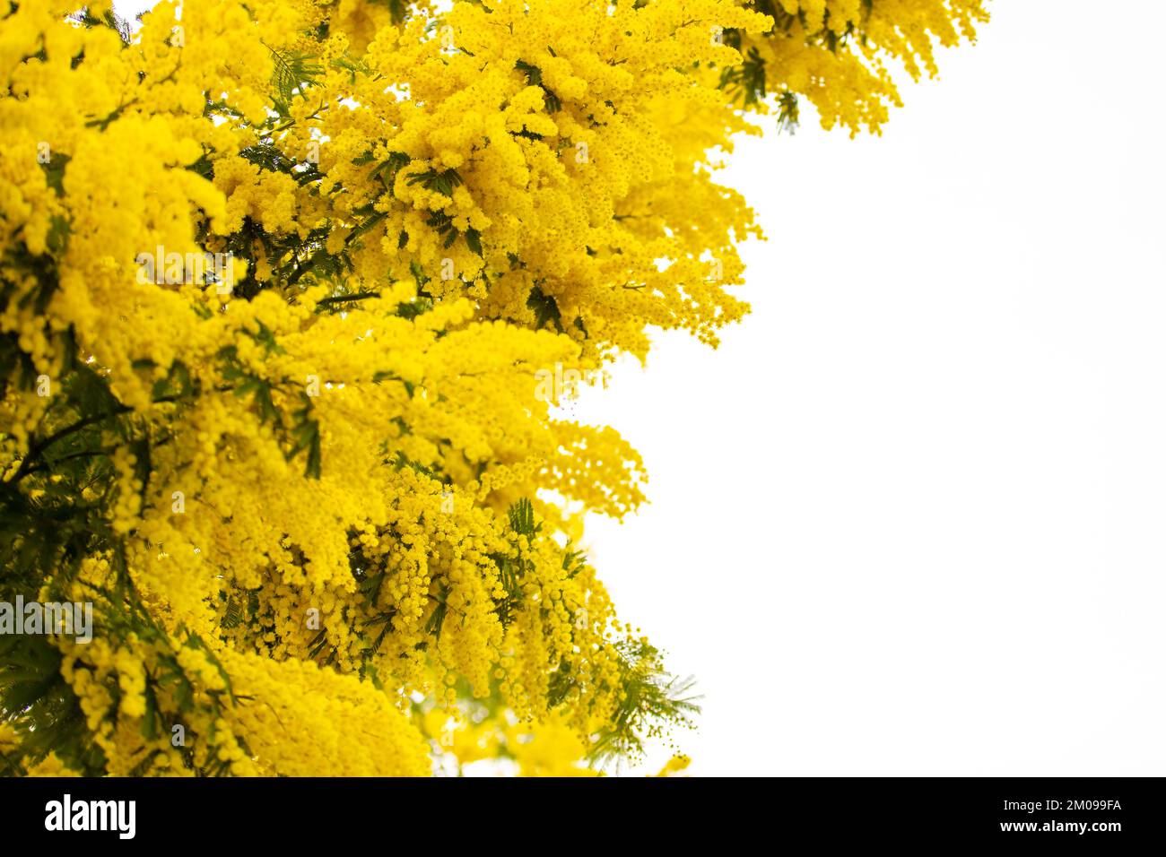 Mimosa tree blossom hi-res stock photography and images - Alamy