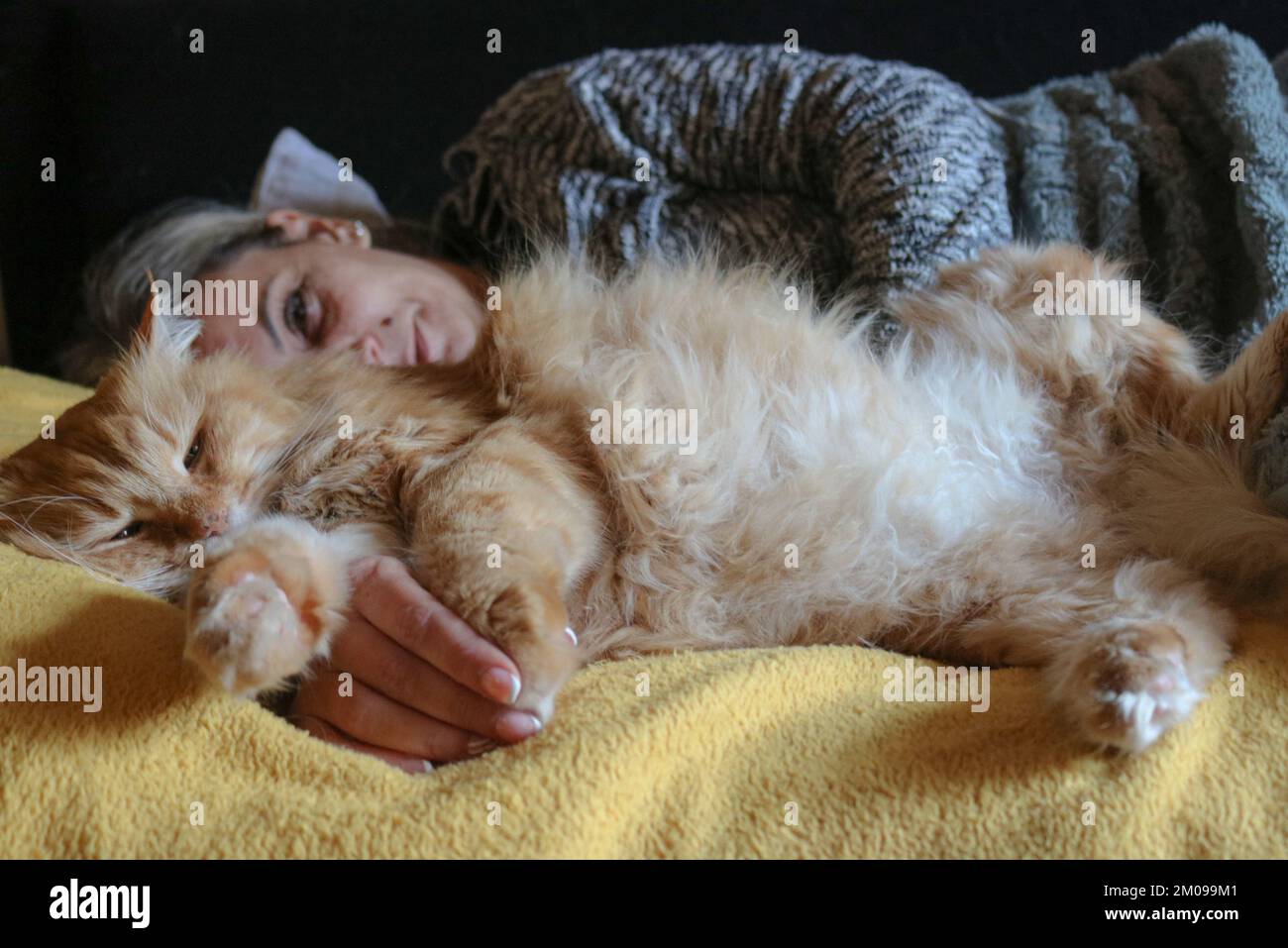 Ginger cat resting in bed Stock Photo - Alamy