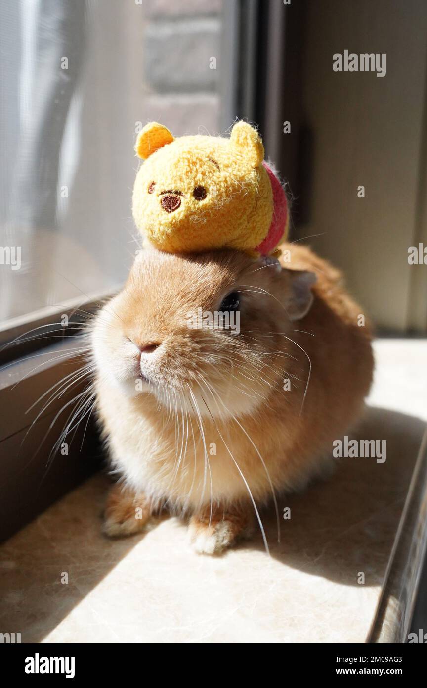 Winnie pooh shy hi-res stock photography and images - Alamy