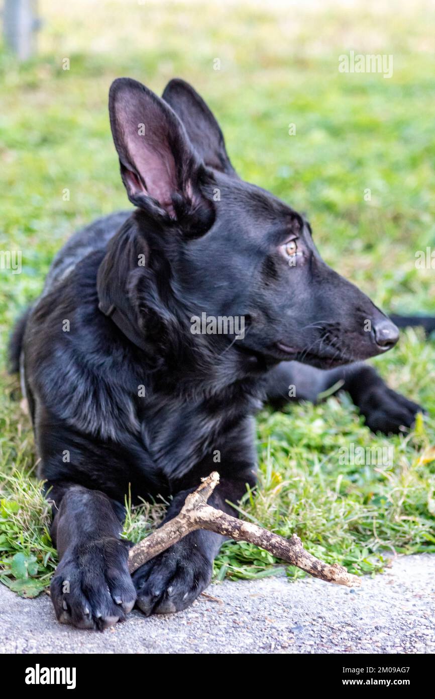 Cierny sery hi-res stock photography and images - Alamy