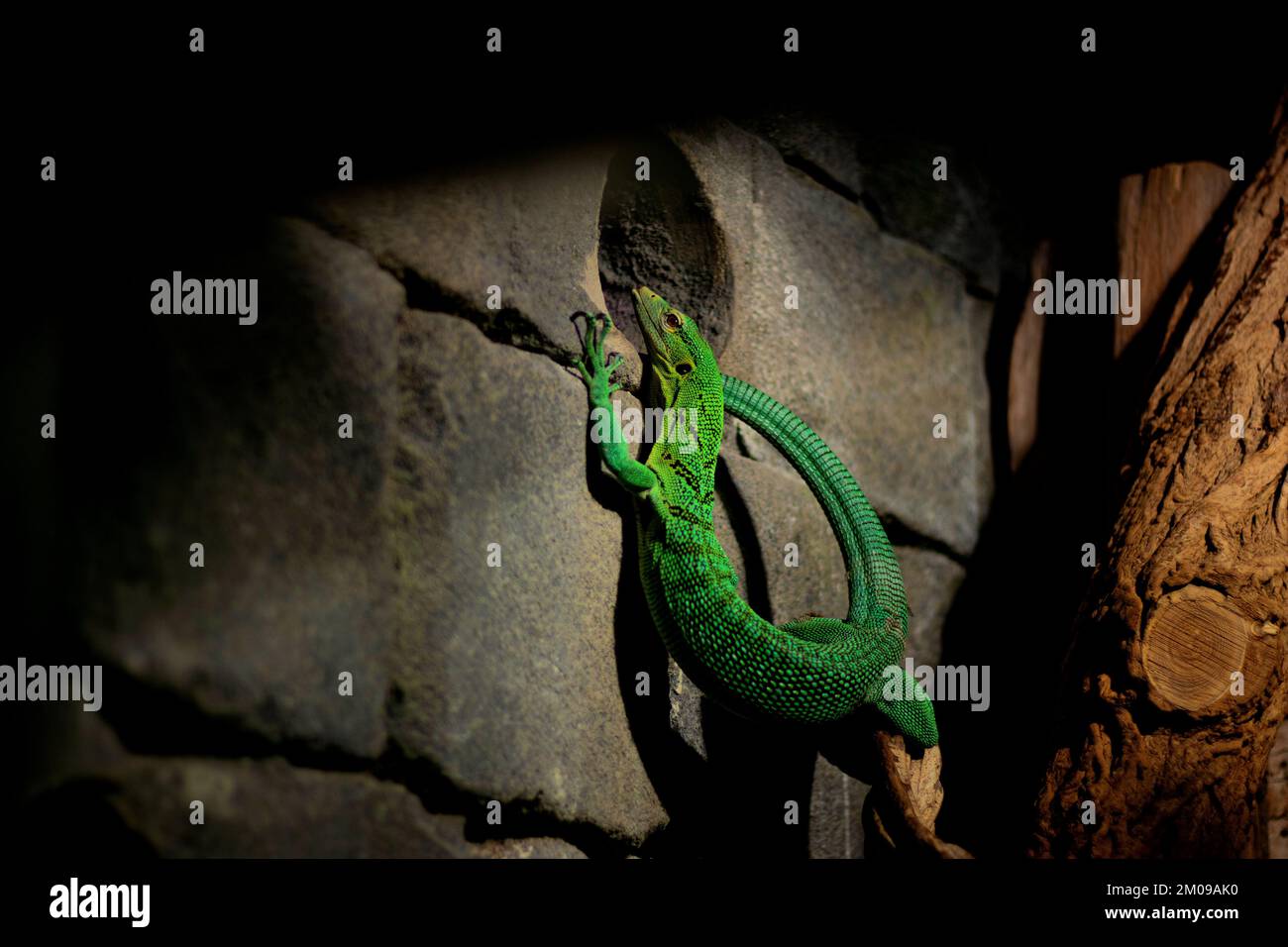 A green Emerald tree monitor crawling up a stone in the zoo Stock Photo ...