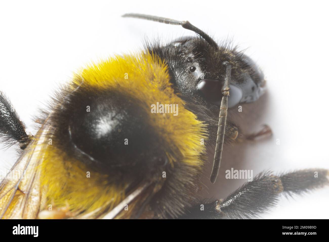 Portrait of a bumblebee (possibly Buff-tailed bumblebee, Bombus ...