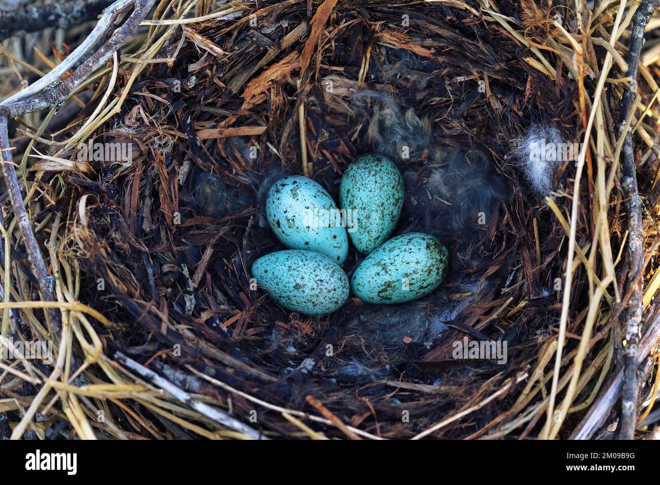 Nidology, study of birds nest. Hooded crow (Corvus cornix) nest. Clutch ...