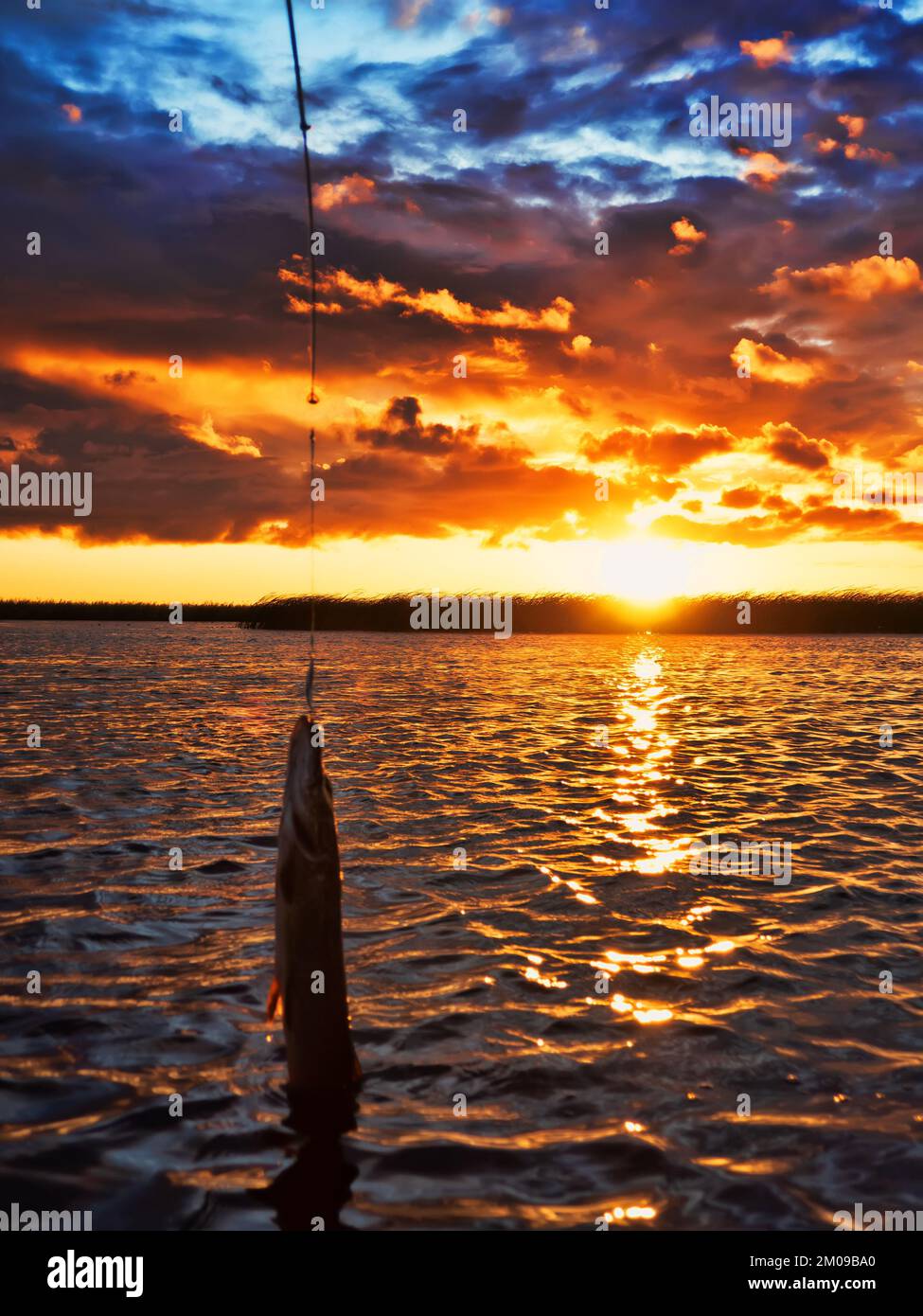 Fishing at sunset. Catching predatory fish on spinning. Sunset colors ...