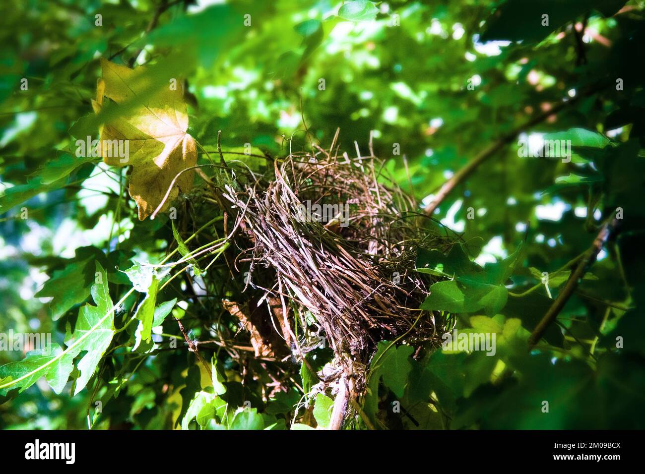 Last year's nest of a small forest bird with dry leaves that are ...