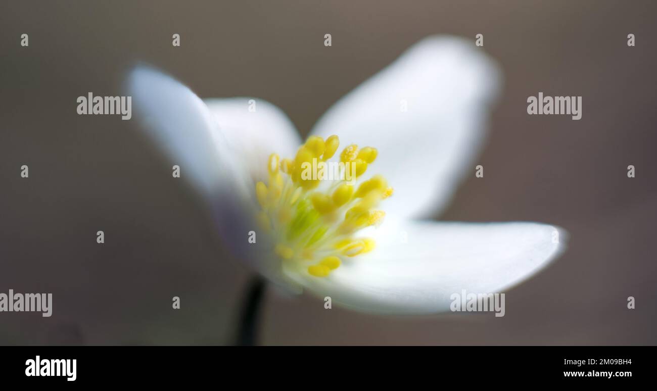 Anemone flower extreme close hi-res stock photography and images - Alamy