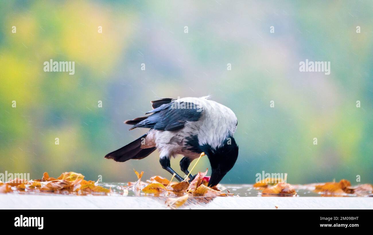 Gray crow (Corvus cornix) eats apples during the autumn fruiting period ...