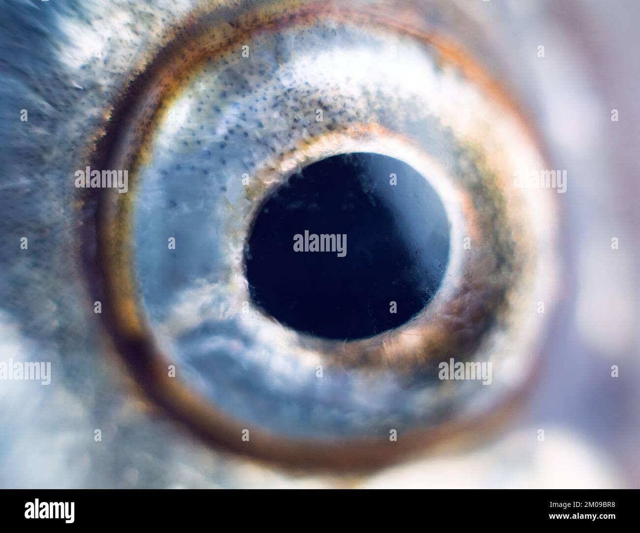 Anatomy of fish. The Sabrefish (Pelecus cultratus) eye close-up Stock ...