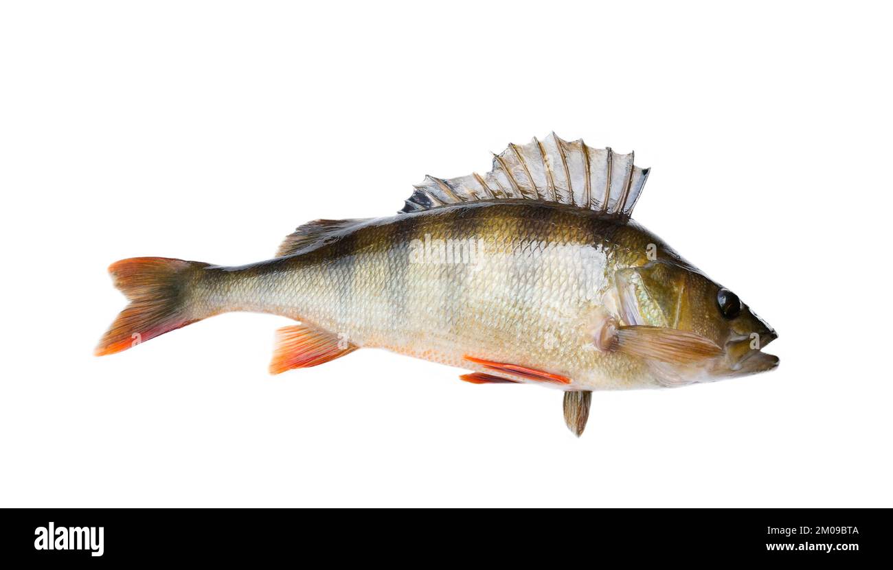 European perch (Perca fluviatilis), River bass. Isolated on a white ...