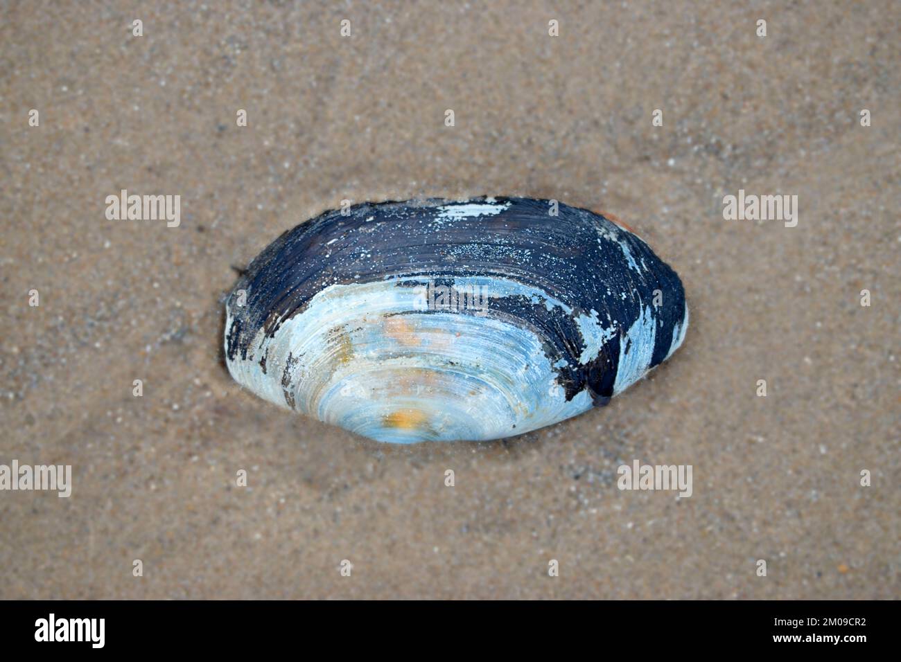 Coloured sea shell on a sandy beach Stock Photo - Alamy