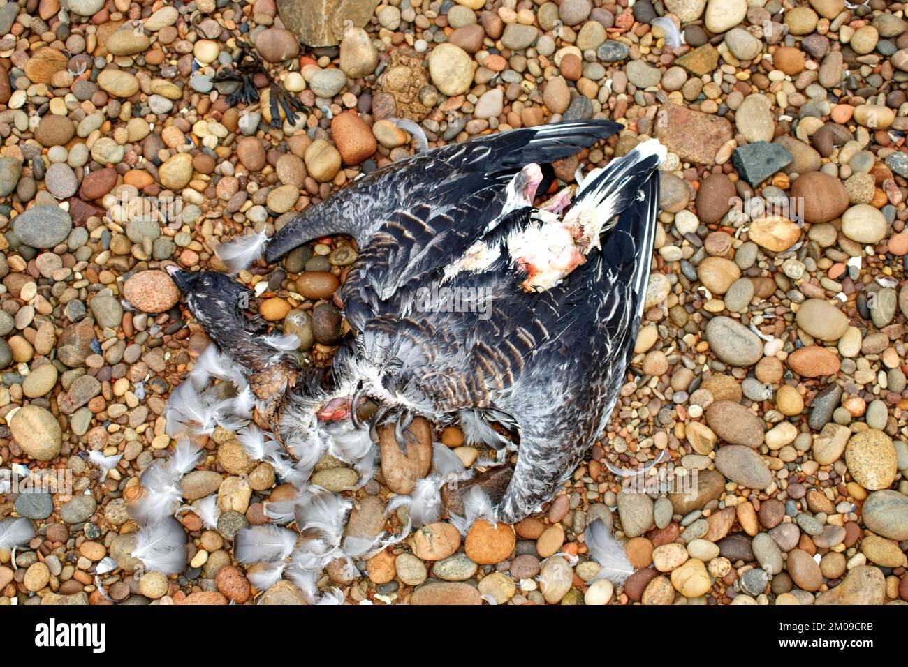 Dead goose killed by Avian Flu virus H5N1 lying on a pebble beach Moray ...