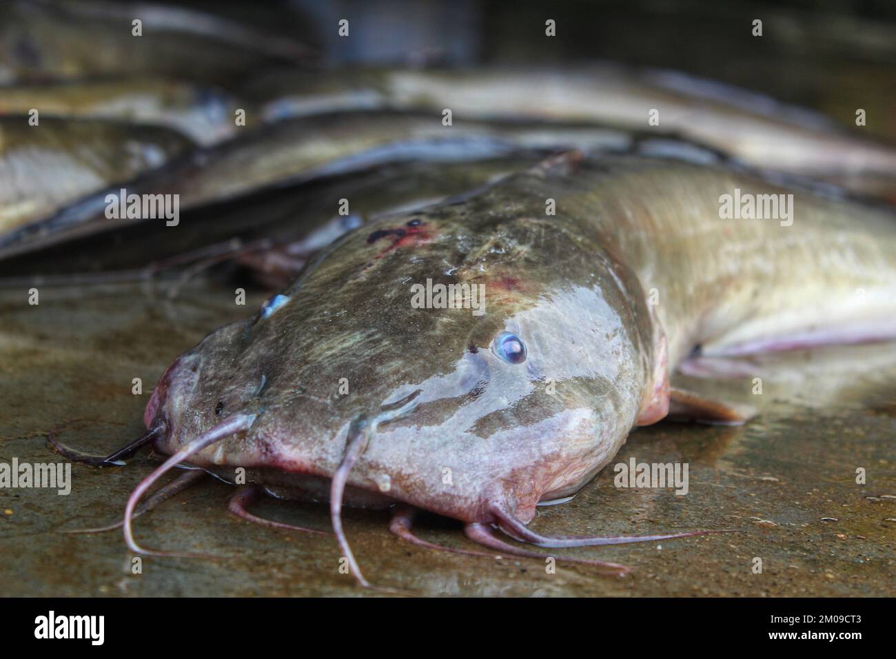A closeup shot of a freshly caught plotosus fish at a seafood market ...