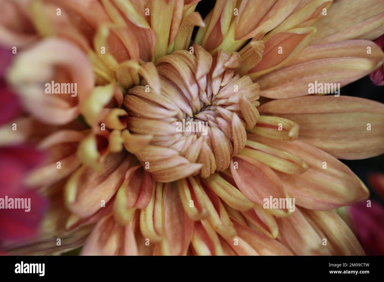 a macro of a pink chrysanthemum Stock Photo - Alamy