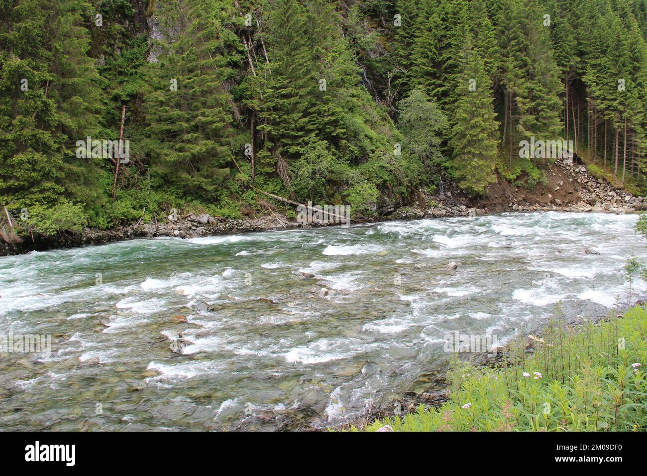 View of rushing mountain river running along the forest Stock Photo - Alamy