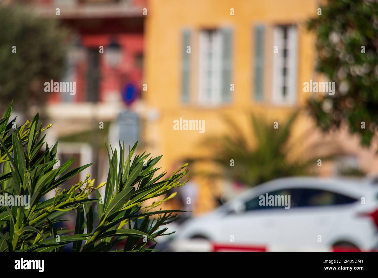 A selective focus shot of a green bush on a road in Saint Tropez Stock ...