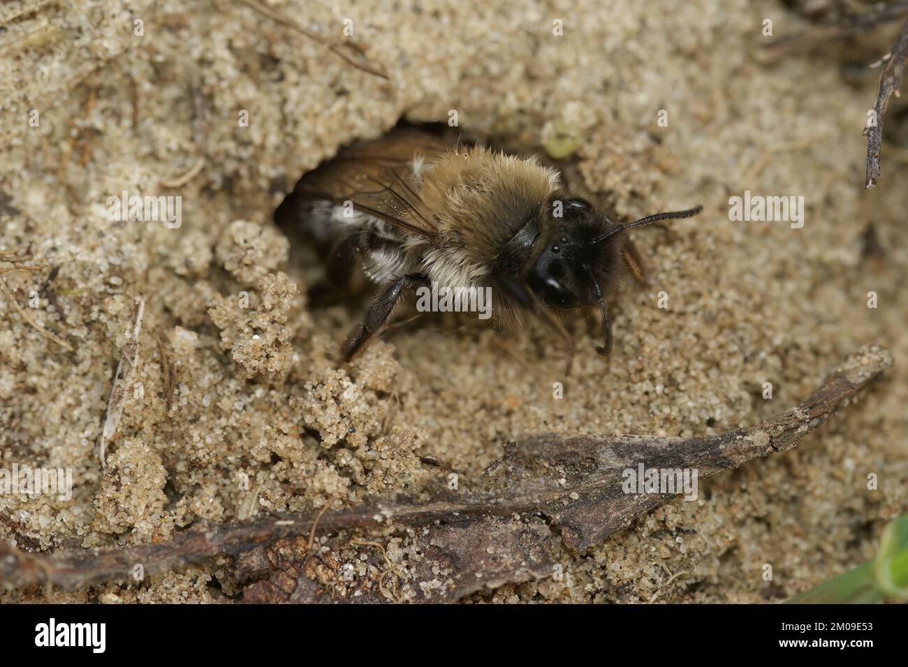 Natural closeup on a female of the endangered Nycthemeral miner ...