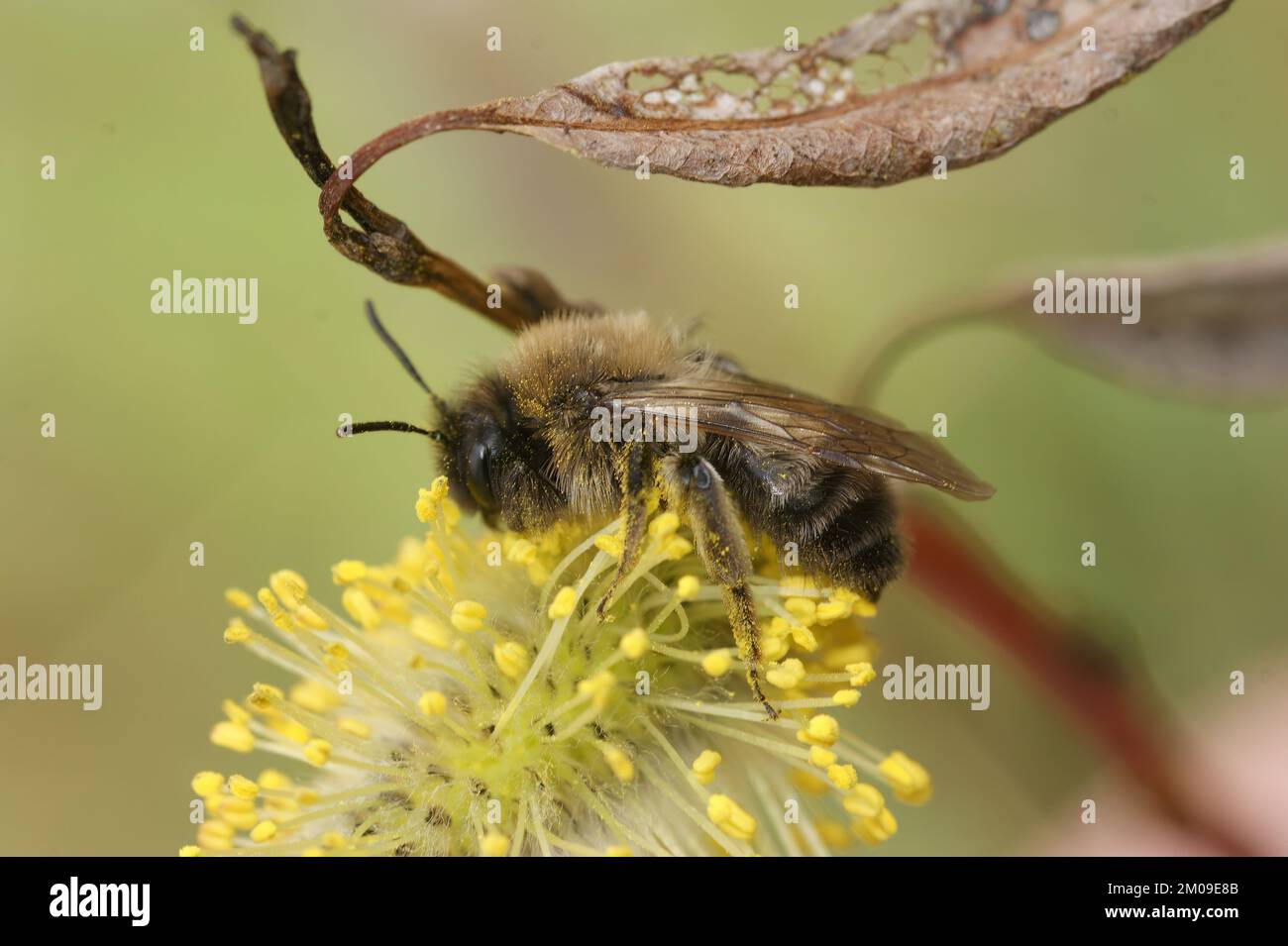 Natural closeup on a female Nycthemeral miner bee, Andrena nycthemera ...