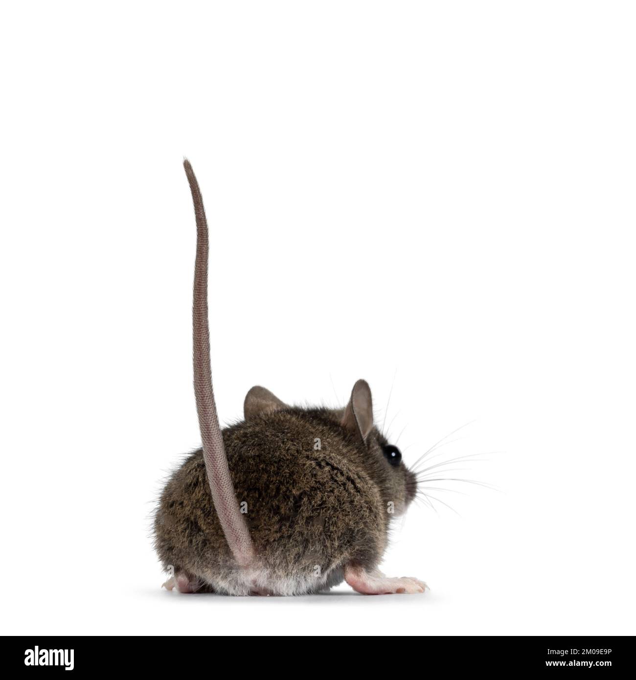 Backside of plain house mouse aka Mus Musculus, standing backwards with tail up. Looking away ...