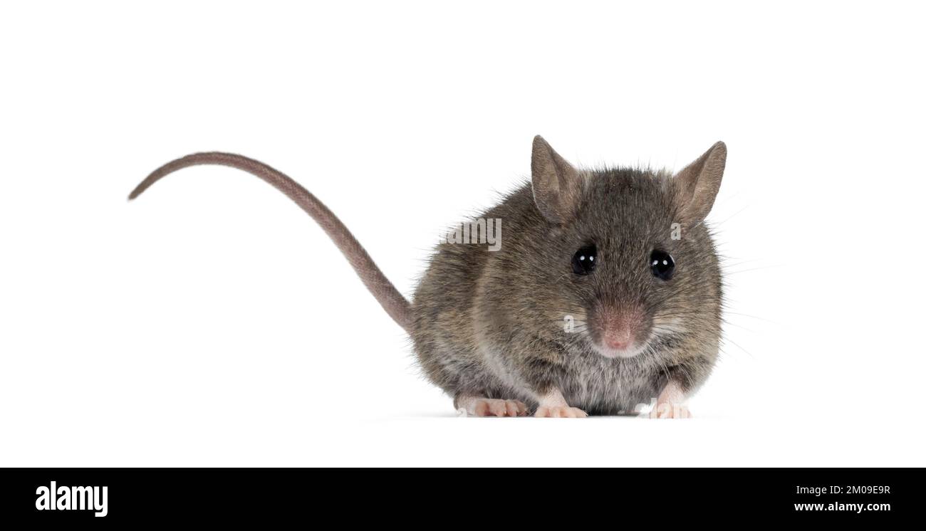 Close up of plain house mouse aka Mus Musculus, standing facing front ...