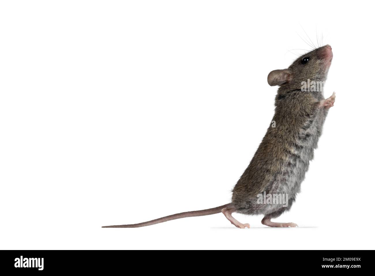 Close up of plain house mouse aka Mus Musculus, standing side ways up against wall. Looking up ...