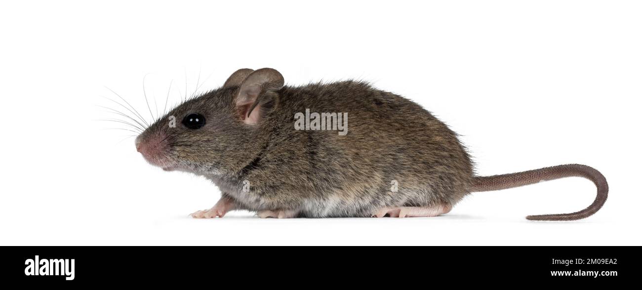 Close up of plain house mouse aka Mus Musculus, standing side ways. Looking ahead and away from ...